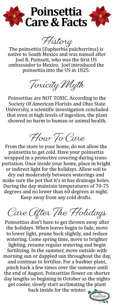 Poinsettia Care Sheet | Garden Barn